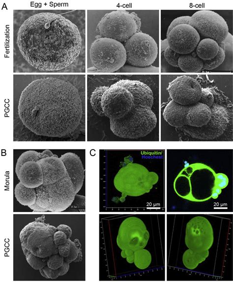 The Life Cycle Of Polyploid Giant Cancer Cell And Dormancy In Cancer Opportunities For Novel