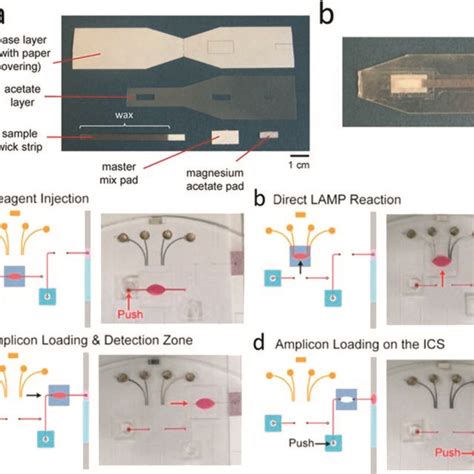Lateral Flow Test For Nucleic Acid Amplification A Lateral Flow Test Download Scientific