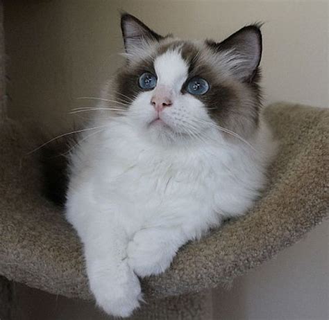 Порода Кошек Рэгдолл Фото Цена Картинки фотографии