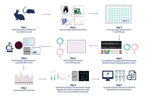 Recombinant Antibody