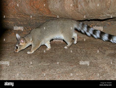 Ringtail Cat Habitat