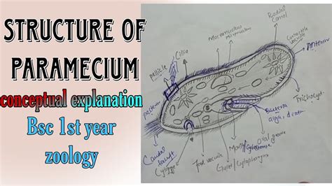 Structure Of Paramecium