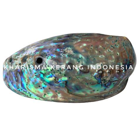 Natural New Zealand Paua Abalone Shell By Kharisma Kerang Indonesia Abalone Shell Abalone
