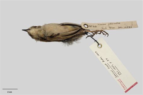 Rock Wren Xenicus Gilviventris Collections Online Museum Of New