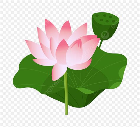 핑크색 연꽃 녹색 연꽃 연꽃 장식 연꽃 일러스트 연꽃과 만화 연꽃 연꽃 일러스트 Png 일러스트 및 벡터 에 대한 무료 다운로드 Pngtree