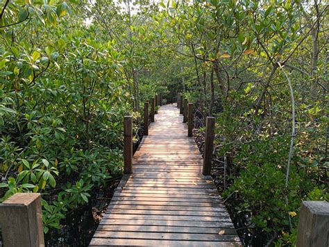 รูป ศูนย์ศึกษาการพัฒนาอ่าวคุ้งกระเบน ป่าชายเลน Wongnai