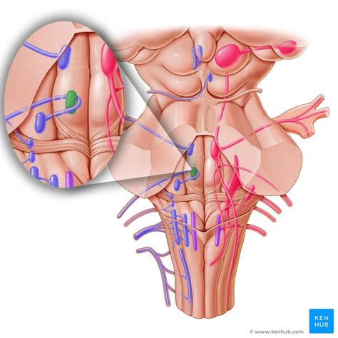 Ocular Motor Cranial Nerves Functions Kenhub