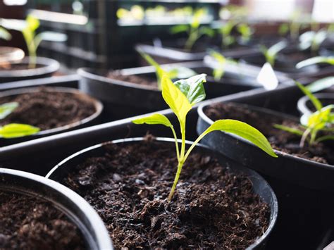 Чому в теплій кімнаті погано росте розсада Таблиця оптимальної температури для молодих рослин