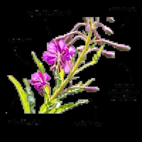 Erdei Deréce Herba D