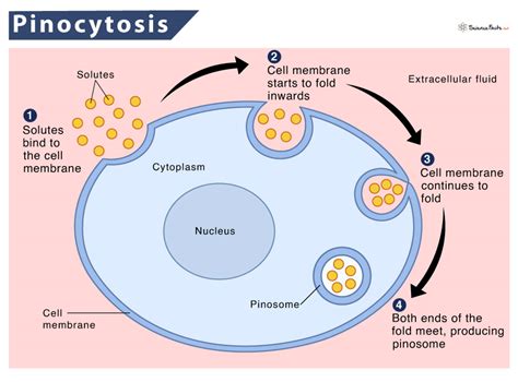 Pinocytosis Definition Process And Steps With Examples And Diagram