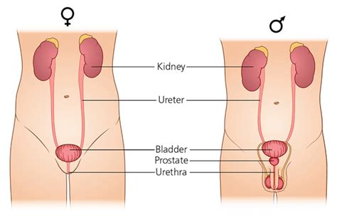 Basic Anatomy The Urinary System The Waiting Room