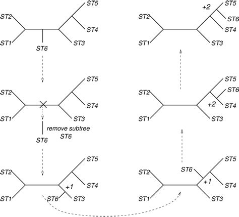 13 Possible Rearrangements Of Subtree St6 Download Scientific Diagram