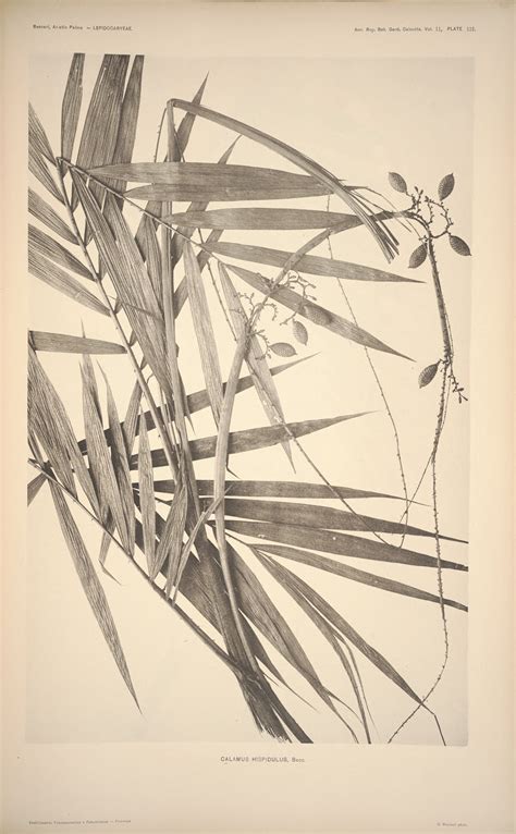 Calamus Hispidulus Images Useful Tropical Plants