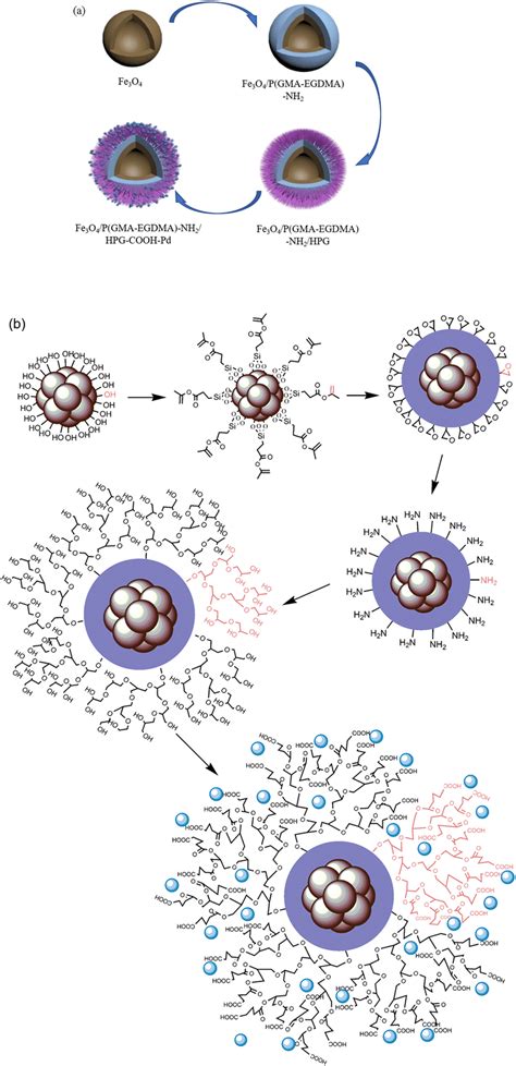 Schematic Representation For Fe3o4 P Gma‐egdma ‐nh2 Hpg‐cooh‐pd Download Scientific Diagram