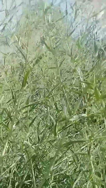 ГІПСОФІЛА гіпсофіла Youtube