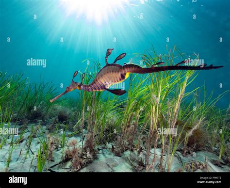 Weedy Sea Dragon Flinders Pier Victoria Australia Natural Habitat Stock