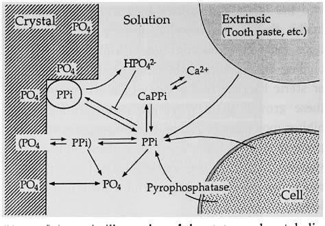 Figure 5 From Functional Significance Of Pyrophosphate In Discrete Forms In Mineralizing Milieus