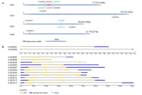 Chromosomal Locations And Intronexon Configurations Of Cssod Genes