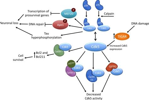 Biological Functions Of Cdk5 And Potential Cdk5 Targeted Clinical Treatments Pmc