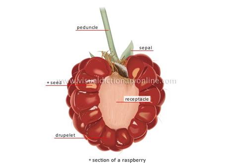 Raspberry And Blackberry Are Aggregate Fruits A Fruit Derived From