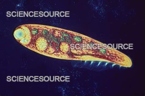Blepharisma Americanum Under A Microsc Stock Image Science Source Images