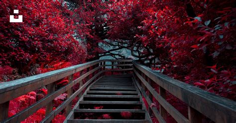 Red Leaf Trees Near Brown Wooden Staircase Photo Free Indian Beach