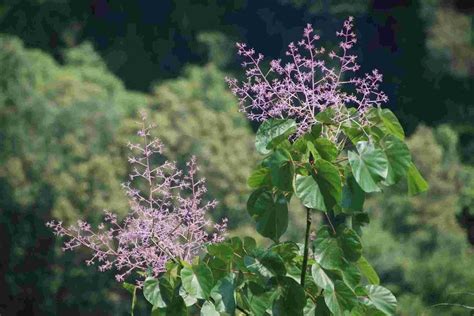 13种濒危植物首展！快来华南国家植物园赏植物、享人文 南方网