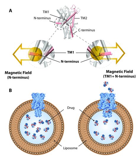Activation Of An Mscl Nanovalve By Magnetic Field A Magnetic