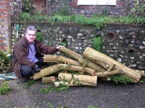 Box Tree Felling And Timber Sale EBTS UK Box Tree Felling And Timber Sale EBTS UK