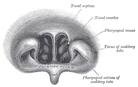 Palatine Uvula Wikidoc