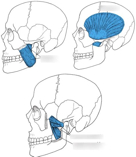 Muscles Of Mastication Diagram Quizlet
