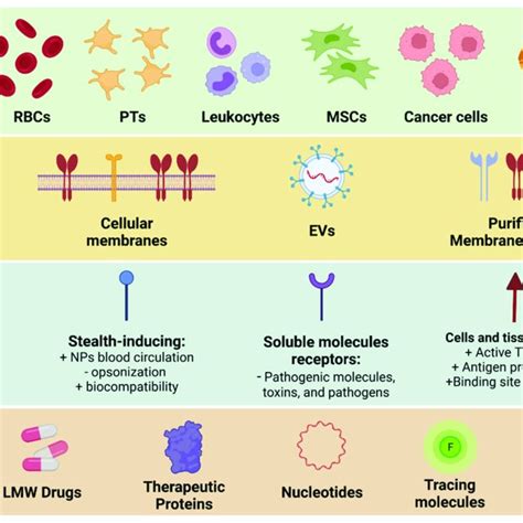 Schematic Representation Of The Current Biomimetic Approach Toolbox In