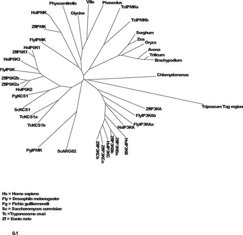 Multiple Alignment By Clustalw2 Phylogenetic Tree From Multiple Download Scientific Diagram