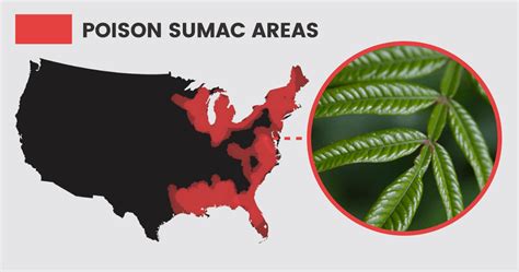 Poison Sumac Symptoms 5 Natural Treatments Dr Axe