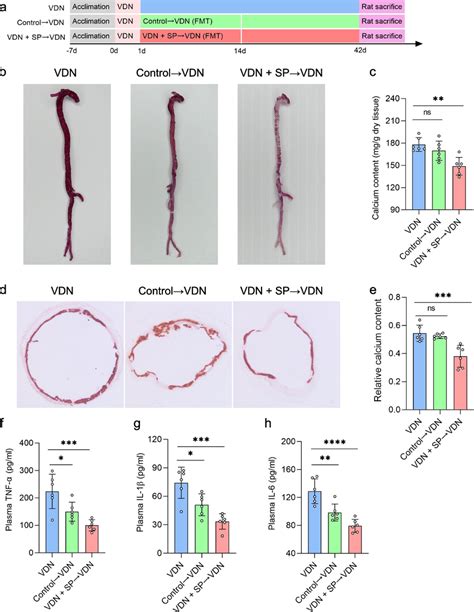 Alleviation Of Vdn Induced Vascular Calcification In Rats By The Download Scientific Diagram