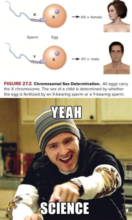 X And Sperm Egg X Male Figure 27 2 Chromosomal Sex Determination All Eggs Carry The X