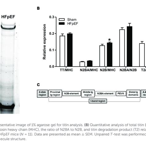 Proteomics Analysis A Heatmap Of The Differentially Expressed Download Scientific Diagram
