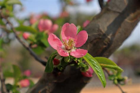 Premium Photo The Pink Flowers On The Trees In Spring
