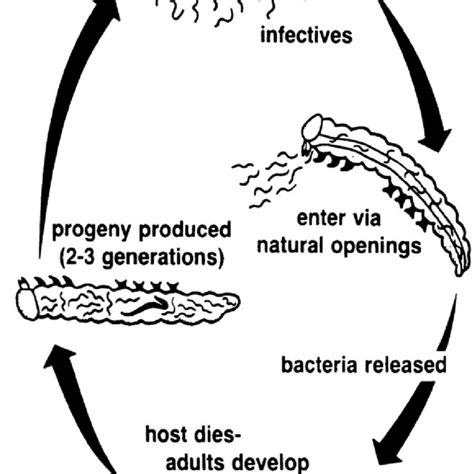 Pdf Production Of Entomopathogenic Nematodes