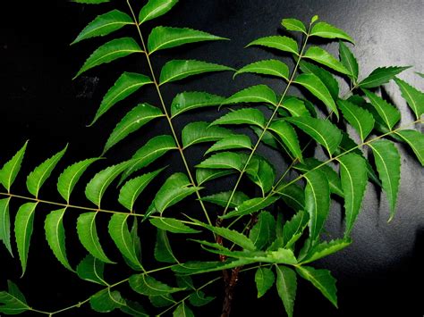 Neem Tree Pruning Guide Para Sa Walang Peste Na Paglago