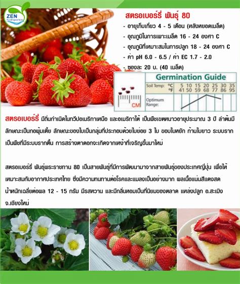 Zen Hydroponics สตรอเบอร์รี่ Strawberry
