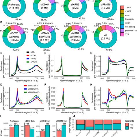 R Loop Gains Are Elevated Close To Neighboring Genes On Chromosomes Download Scientific Diagram