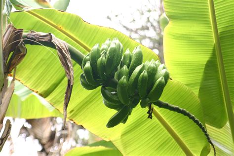 Gambar Flora Pohon Pisang Isco Gambar Hd