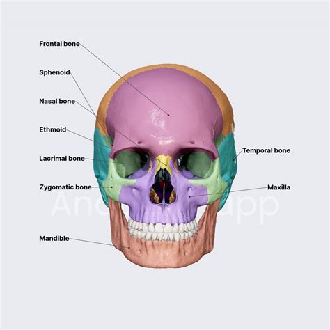 Interactive Skull Anatomy Anatomy Standard Landing Page