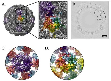 Structural Research Of Papillomaviridae Creative Biostructure