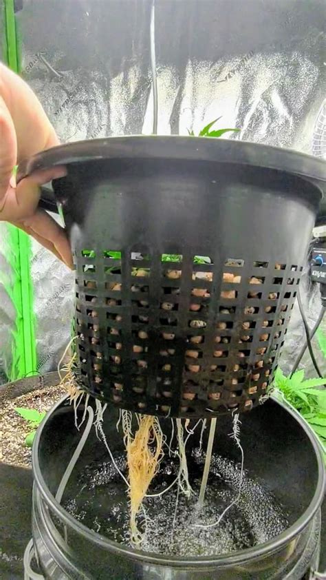 First Time Dwc How Are My Roots And Everything Rhydroponics
