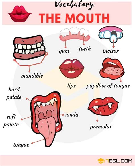 Diagram Of Inside The Mouth