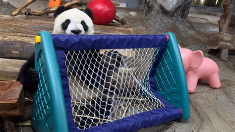 废头子但可爱！祝各位午安！废 Youtube