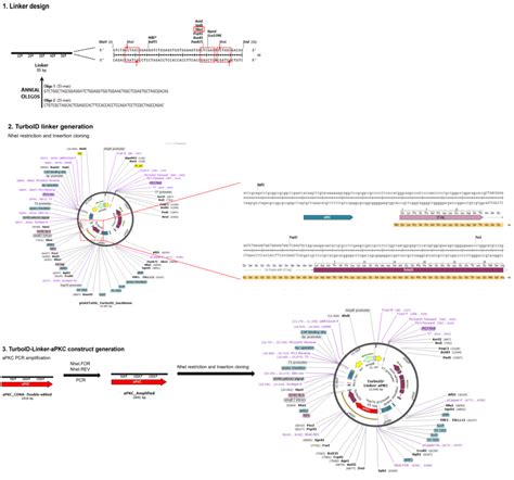 Generation Of Uas Apkc Turboid Lines