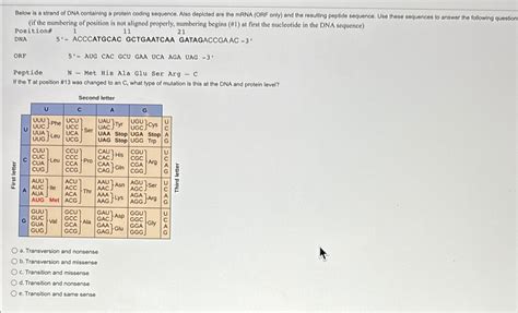 Solved Below Is A Strand Of Dna Containing A Protein Coding